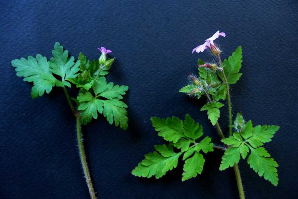 r o b i n 's y a r d: Geranium purpureum
