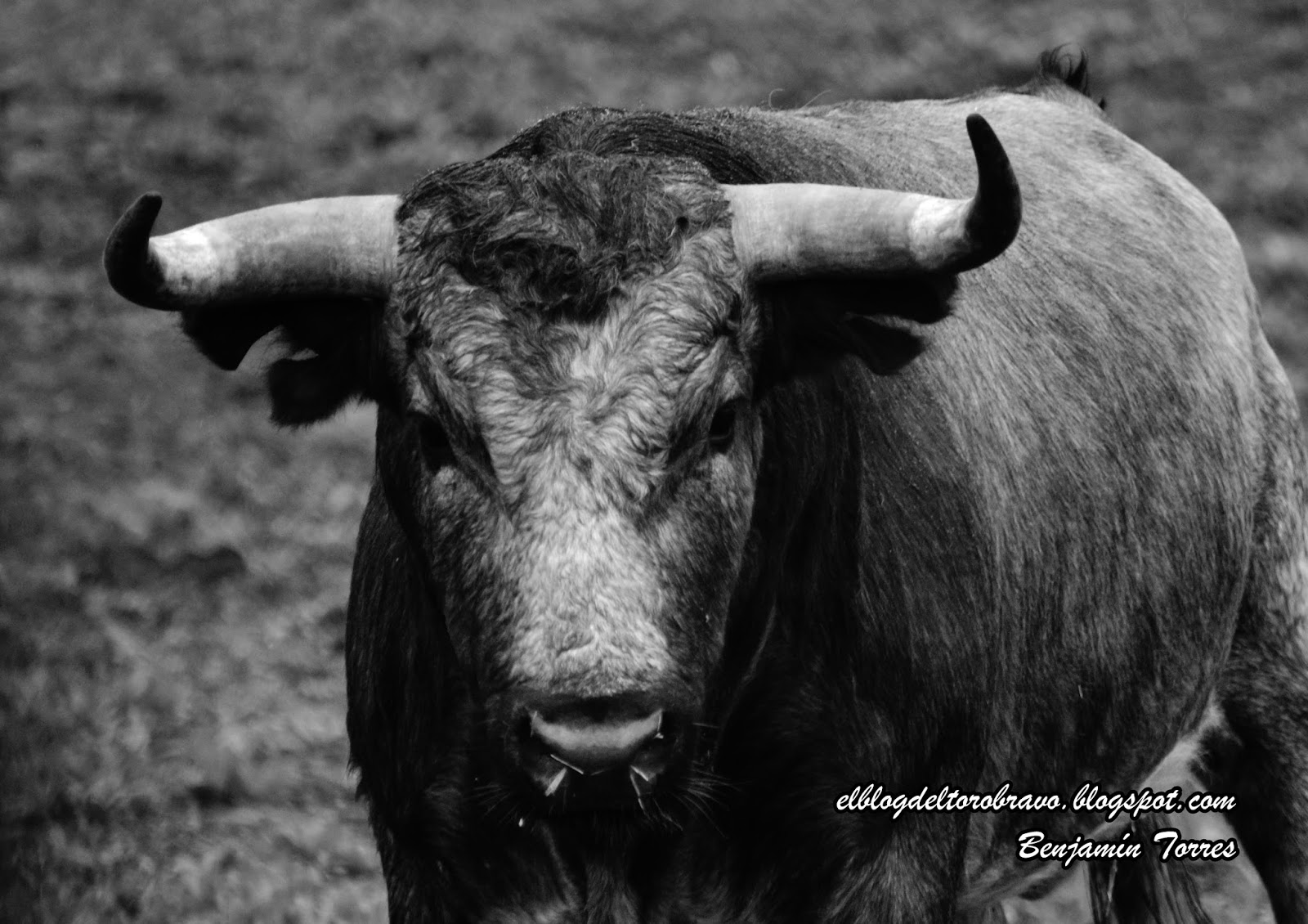 El Blog del toro bravo.: DE FRENTE Y EN BLANCO/NEGRO (3/4)