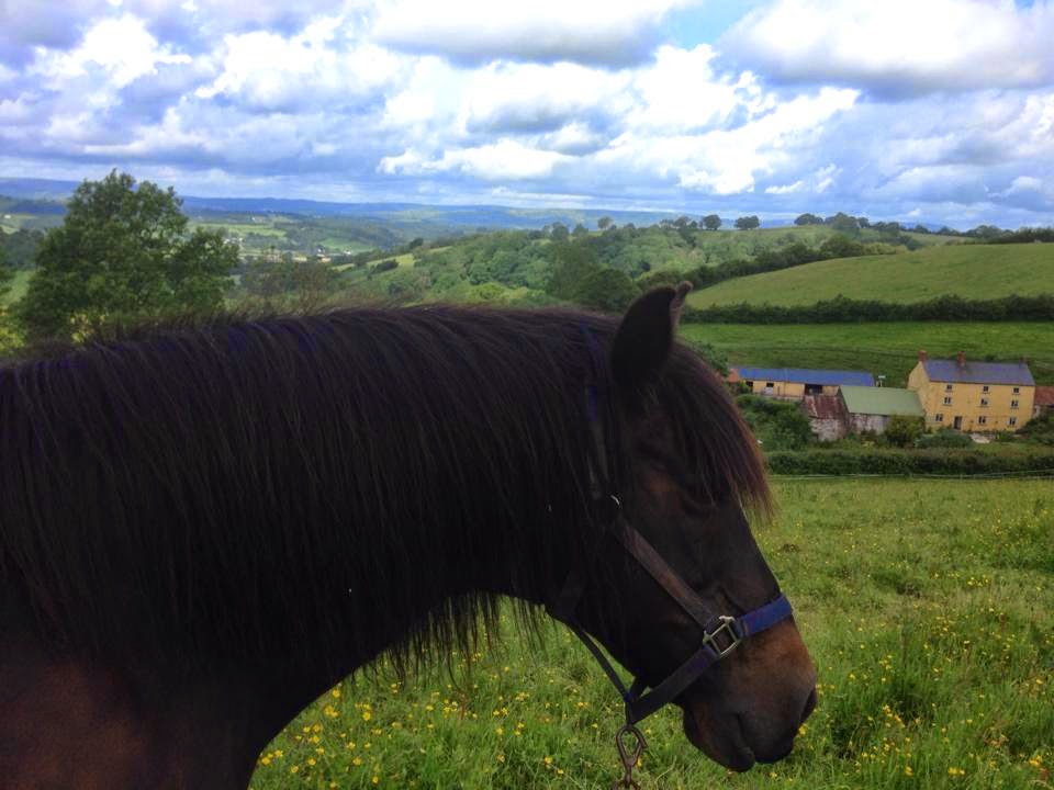 Usk Chirps: Springdale Farm Nature Reserve