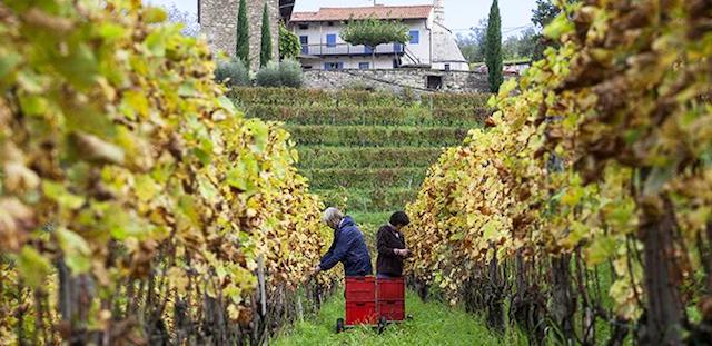 VINI & VITIGNI: I VINI DI JOSKO GRAVNER