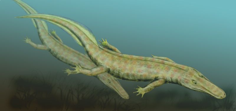 Variety of Life: Reptiliomorpha