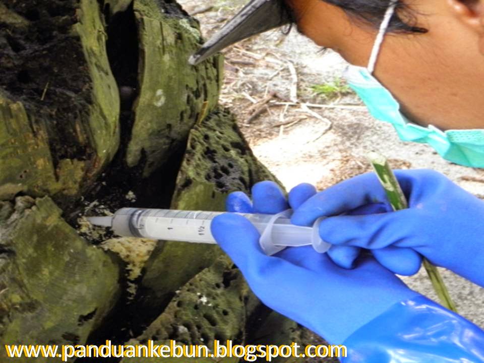 PANDUAN PENGENDALIAN ORGANISME PENGGANGGU TANAMAN (OPT) KELAPA SAWIT ...