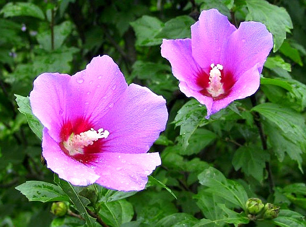 K-Spain: FLOR NACIONAL DE COREA (del sur) MUGUNGHWA