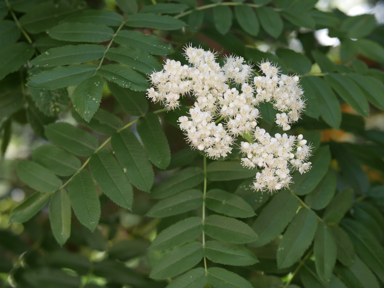 Wildflowers in Northern British Columbia - Backwoods Mama