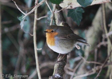 Rick Simpson Birding: February 2013