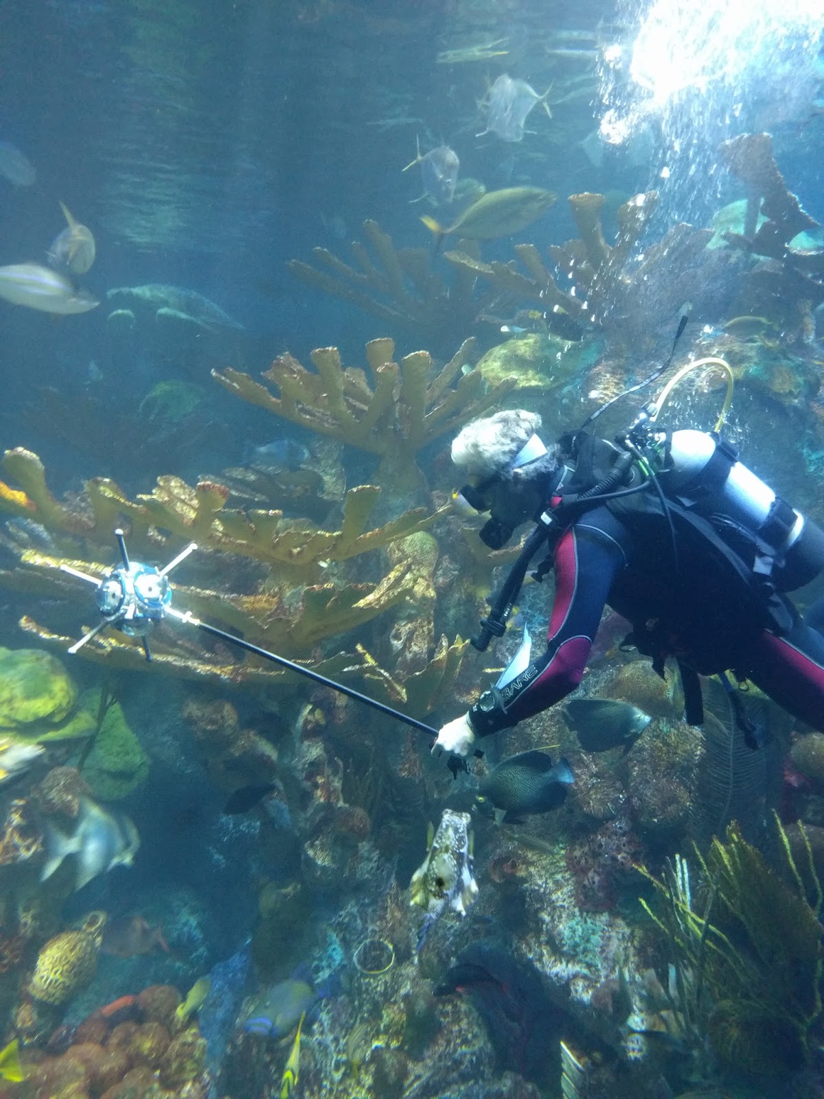 Giant Ocean Tank Divers Blog