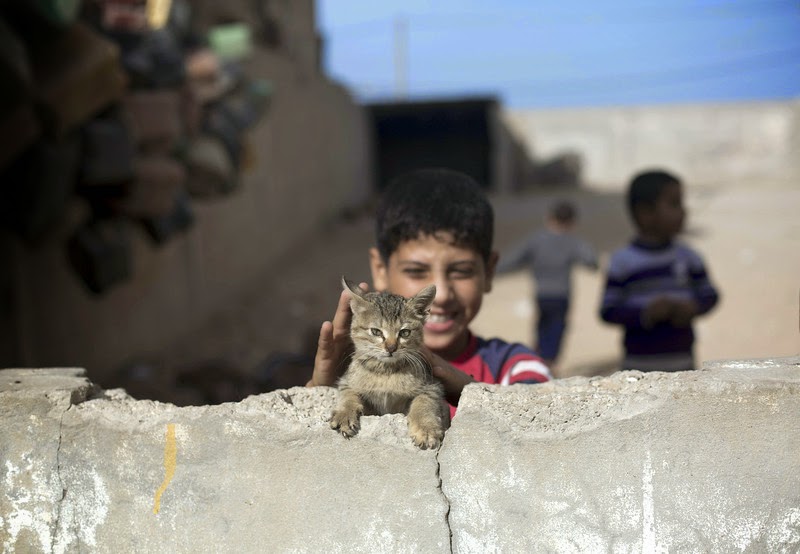 Organizing Notes: CATS IN GAZA