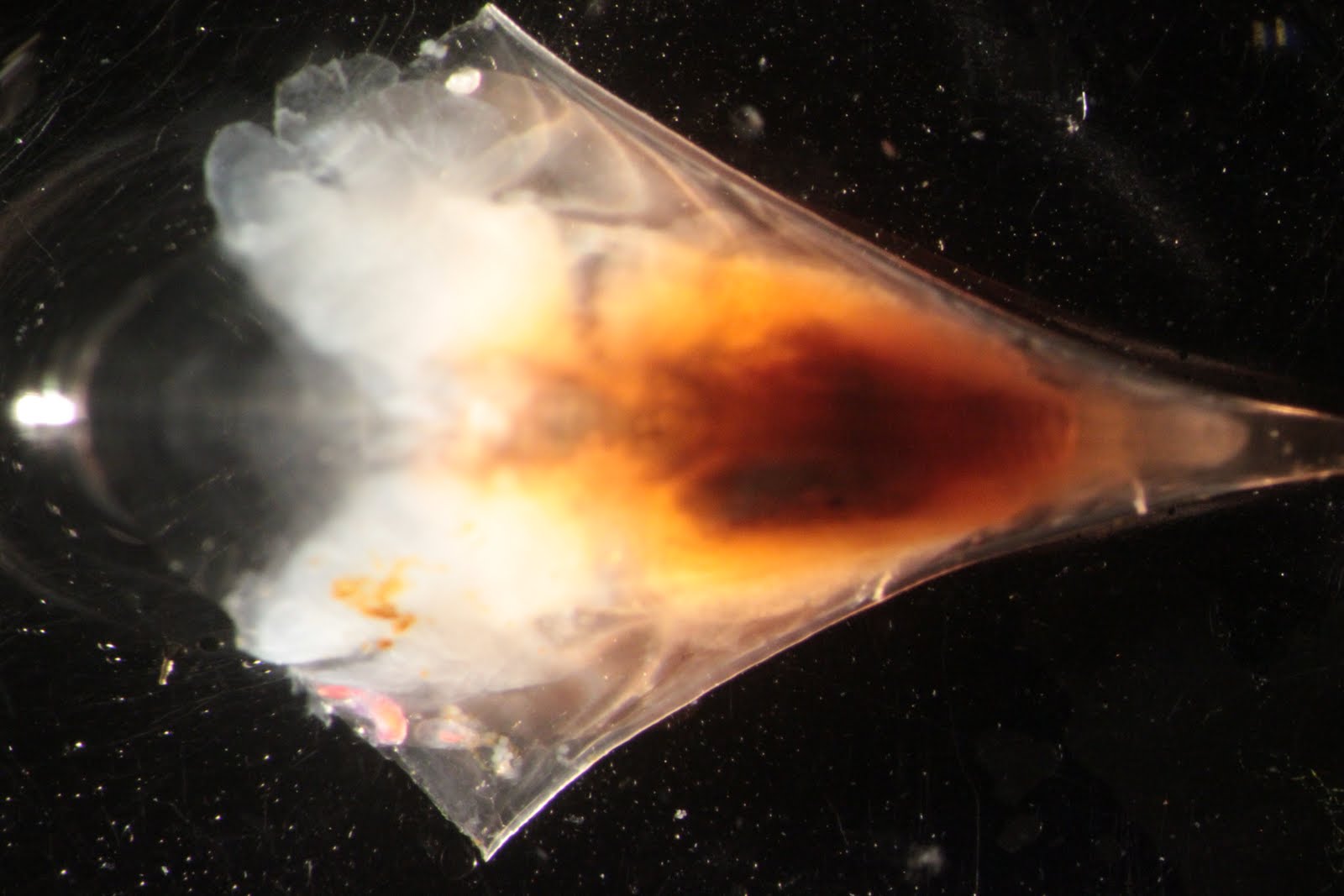 Charismatic Microfauna: Pteropod Physiology