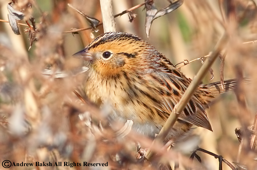 Birding Dude: Another Queens Rarity - Le Conte's Sparrow at Edgemere...