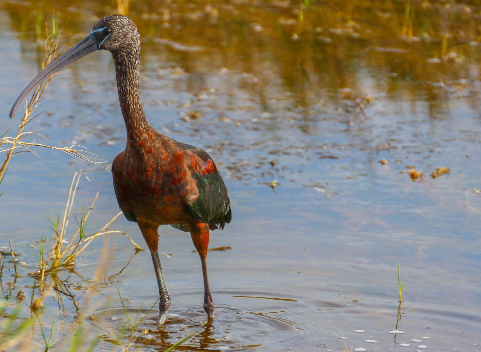 Cannundrums: Glossy Ibis