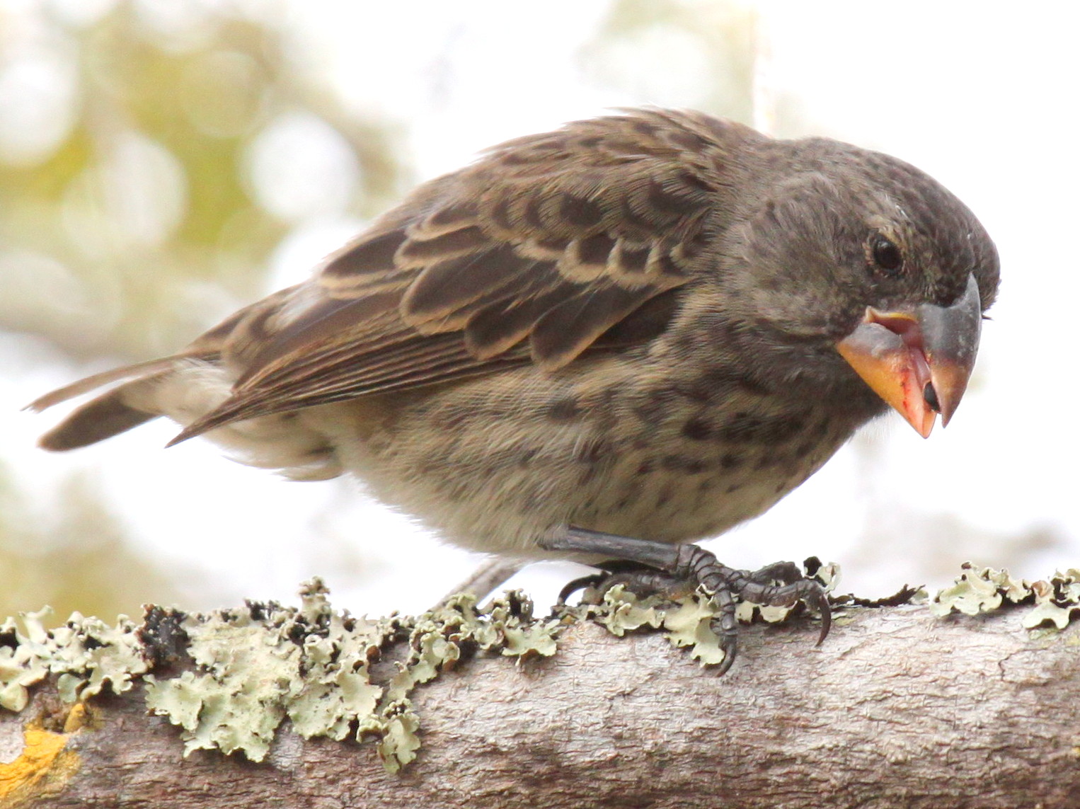 Concrete Ornithology: Darwin's finches