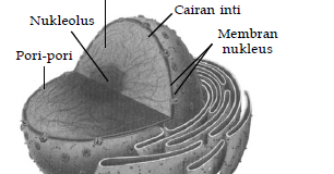 Nama Bagian-Bagian Organel Sel Dan Fungsi Dari Nukleus (Inti Sel ...