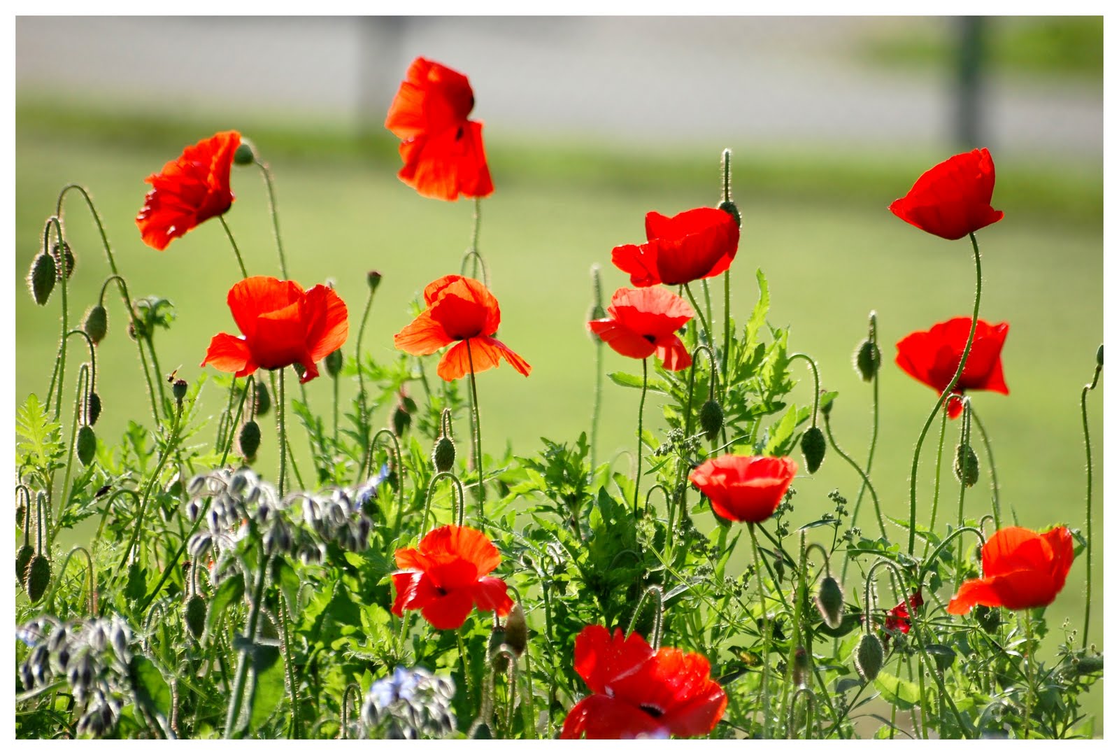 Oväsentligheter?: Vallmoblom