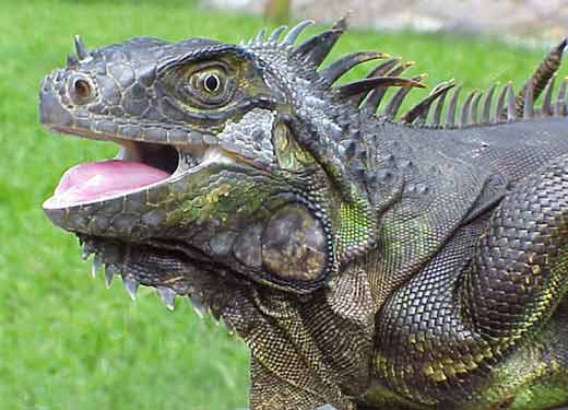 Funny Iguana ~ Funny Wallpaper