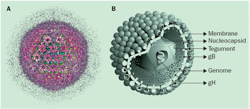 Virus Cytomegalovirus (CMV)