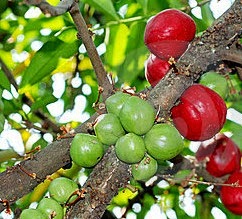 Manfaat Tanaman Mahkota Dewa - Segudang Khasiat