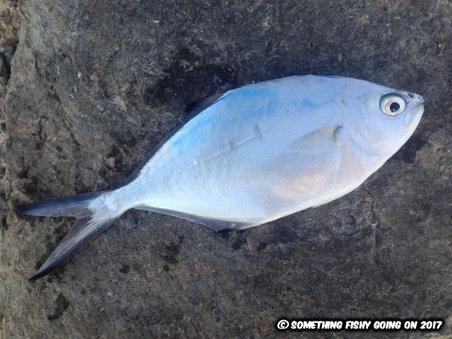 Caught in greece with worms morning saltwater : r/whatsthisfish