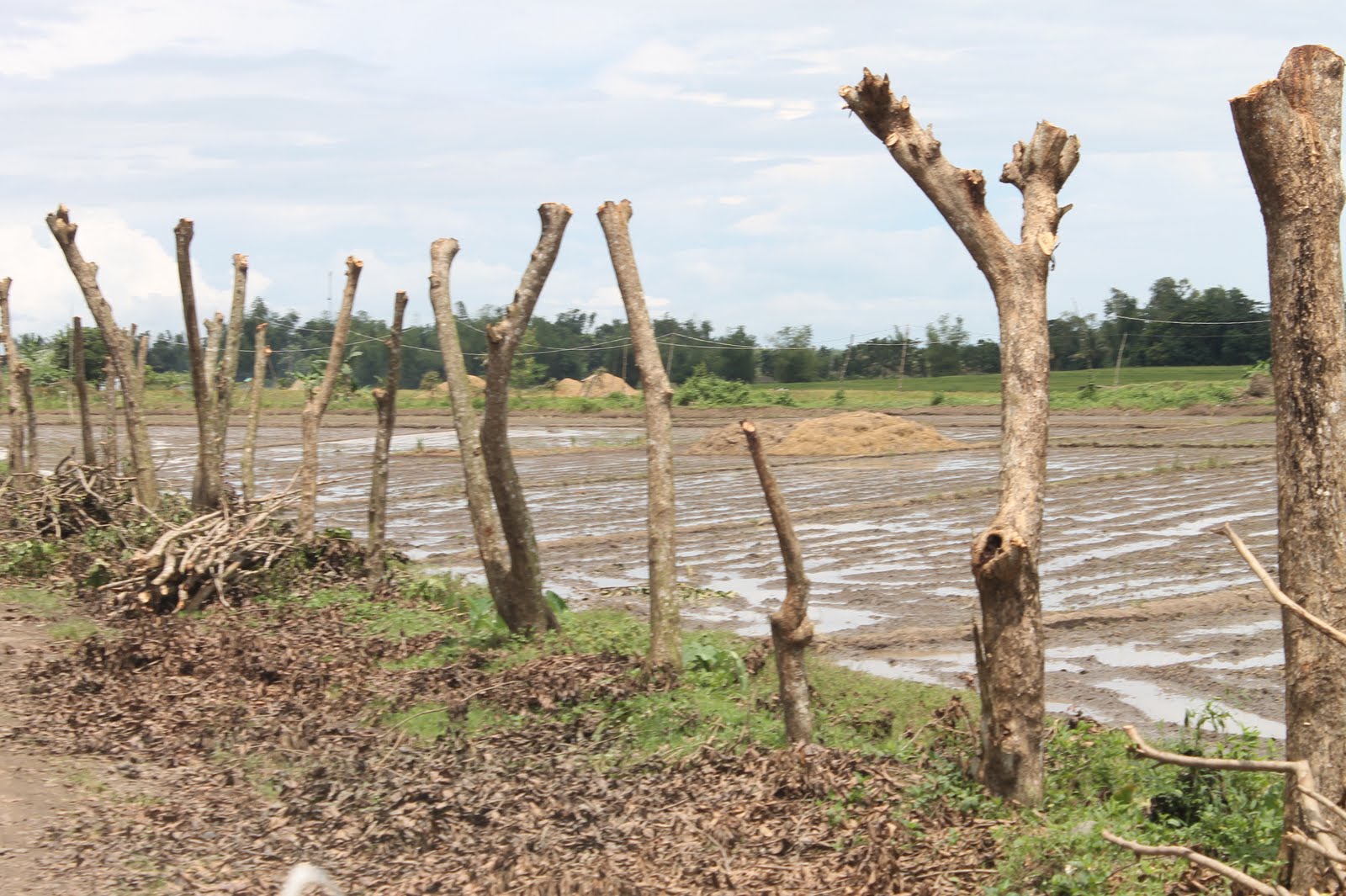 Can these Narra Trees still survive?