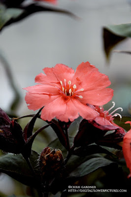 Digital Flower Pictures.com