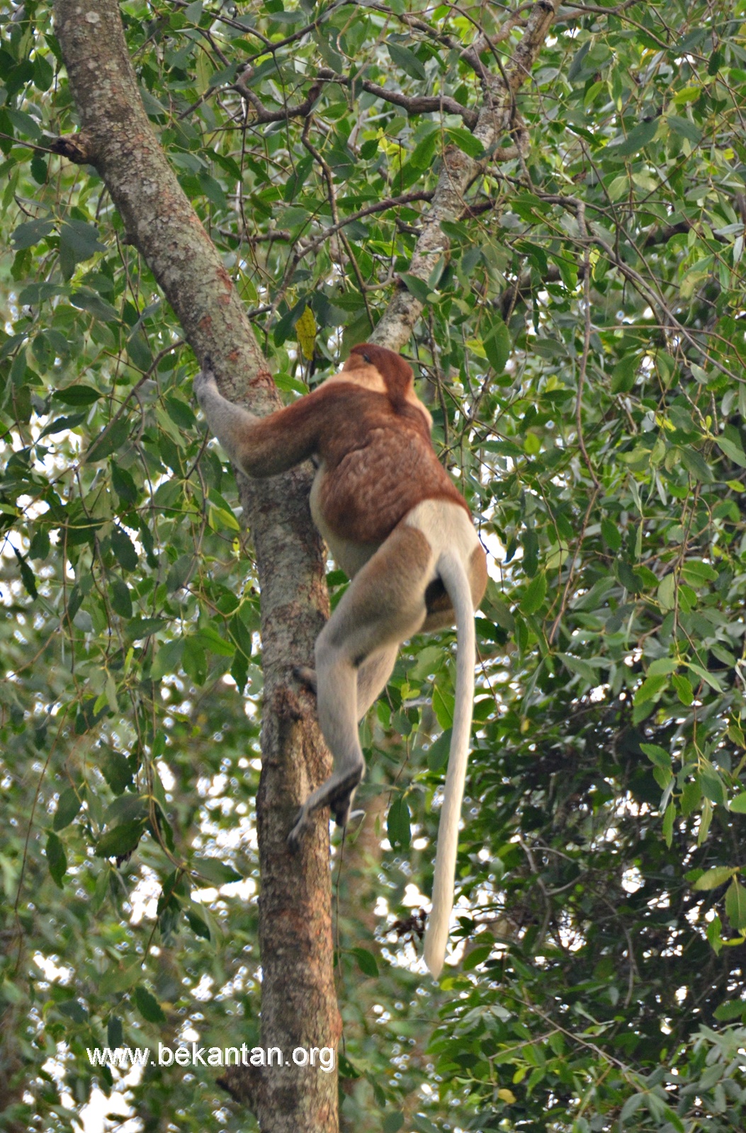 Barito River Cruise .- ~ Sahabat Bekantan Indonesia