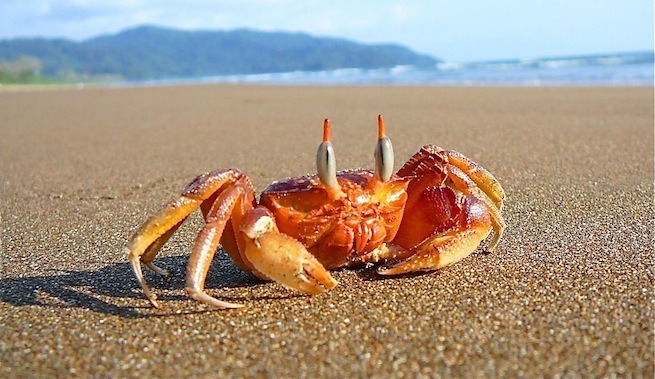 Cangrejos: No serán guapos, pero estan adaptados