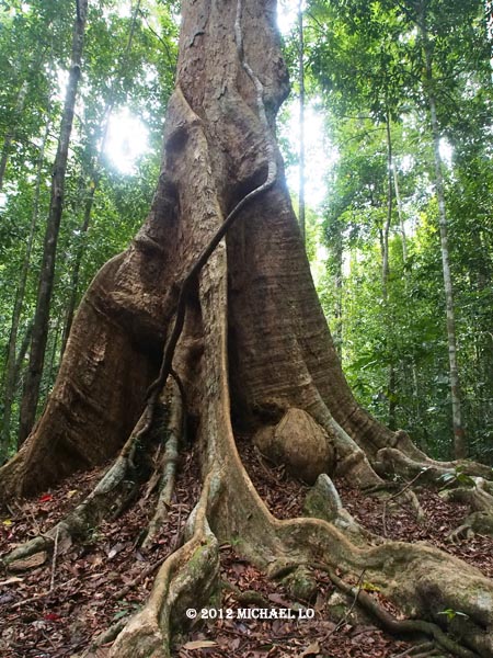 The rainforests of Borneo & Southeast Asia: The land of giant ...