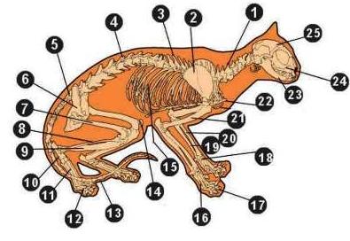 Anatomi & Morphologi – kucing-adopsiku