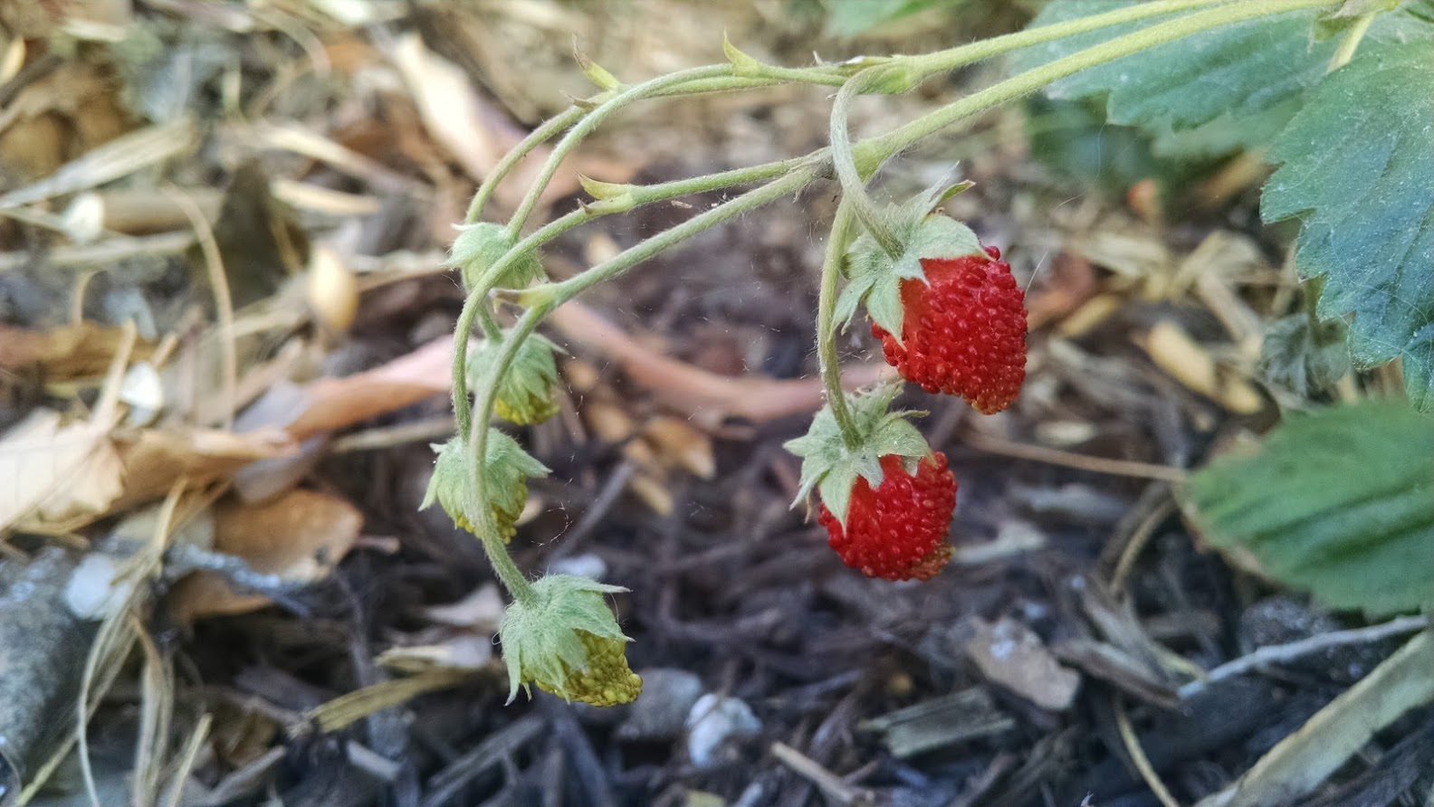 Desert Valley Orchard: Alpine Strawberry