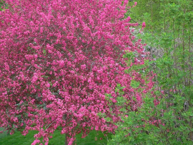 Beyond The Garden Gate: The glory of spring