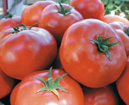 BLIGHT RESISTANT TOMATO VARIETIES |The Garden of Eaden