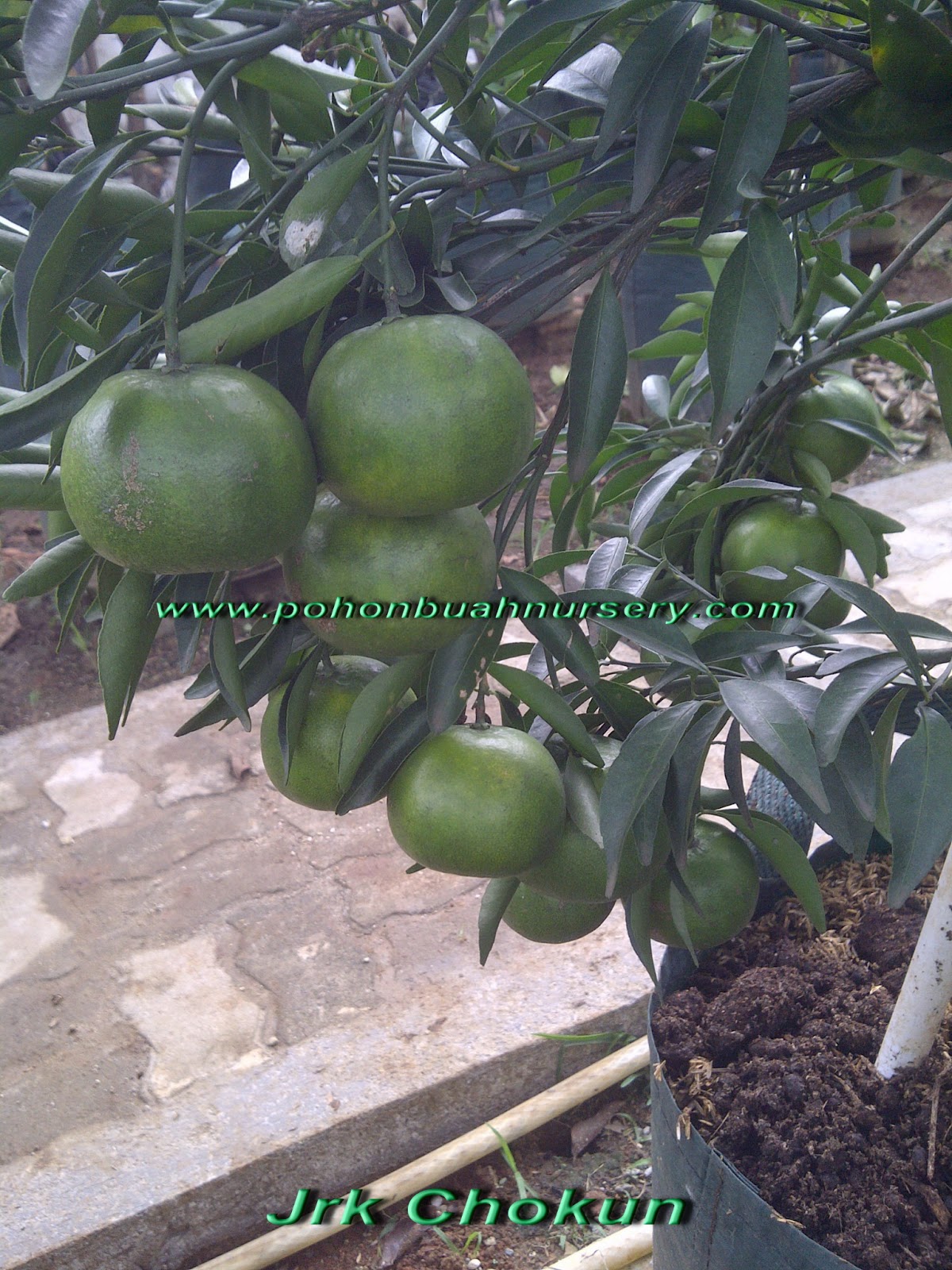 PBN: Jeruk Chokun
