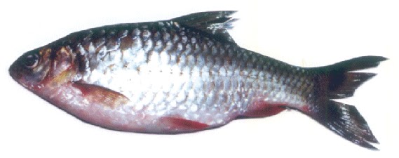 KERALA THE LAND OF RIVERS /FISHES WATERFALLS/ BEACH/ LAKE/ DAMS ...