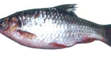 KERALA RIVERS AND FISHES