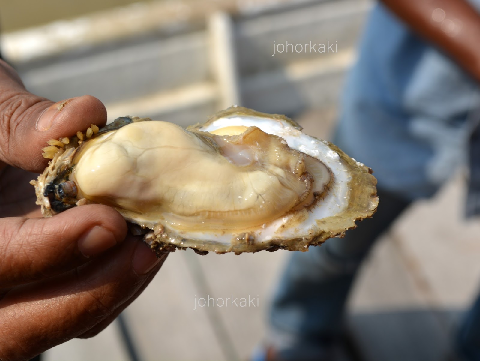 Oyster Divers in Muar Johor 🦪 Among the Best Oysters in the World |Tony ...