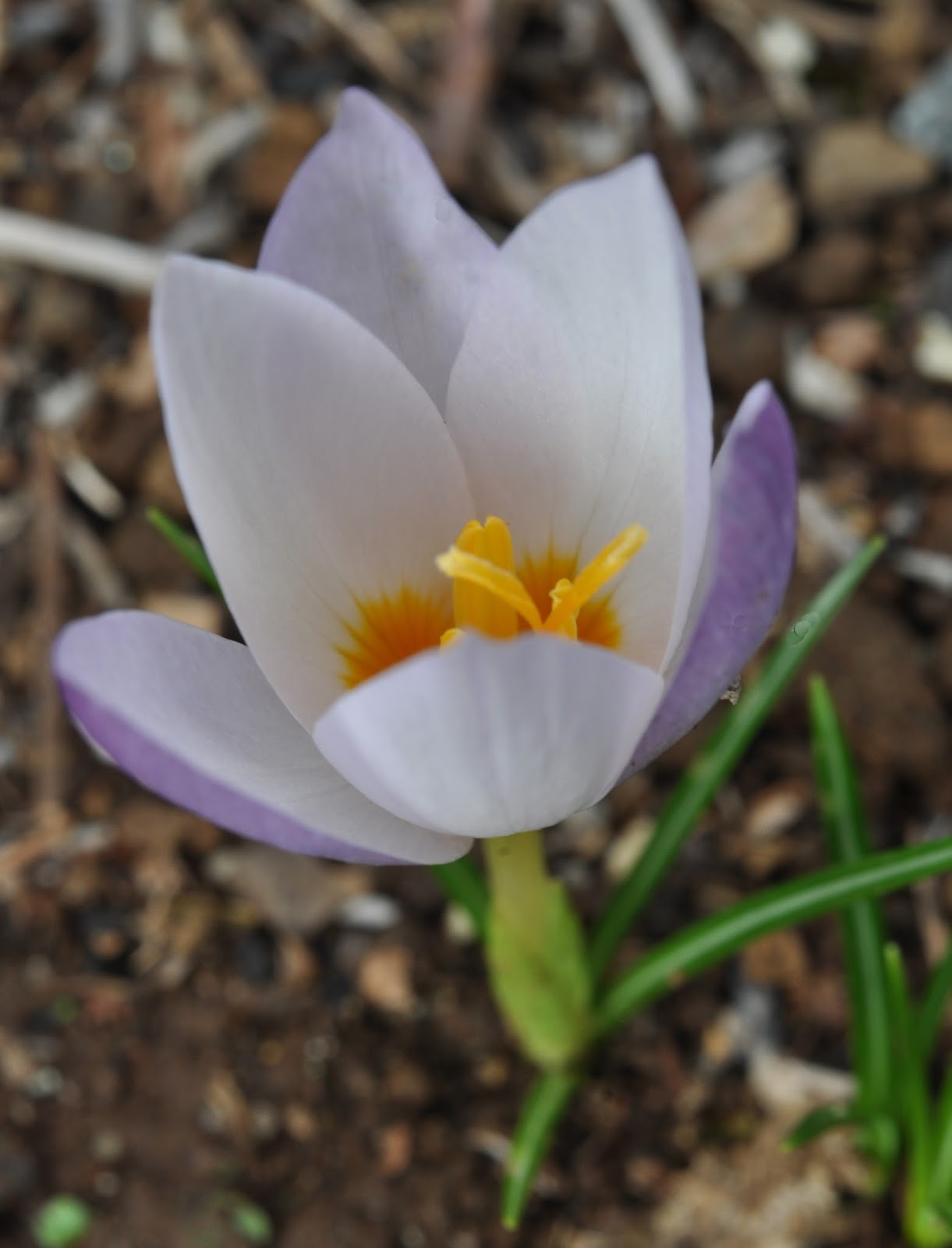 Alpine Garden Society Victorian Group Crocus From Seed