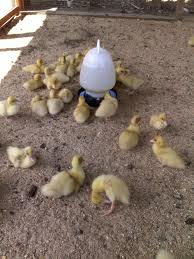 Mahat Terhebat Farm: Penternakan Itik Muscovy / Itik Nila / Itik Serati