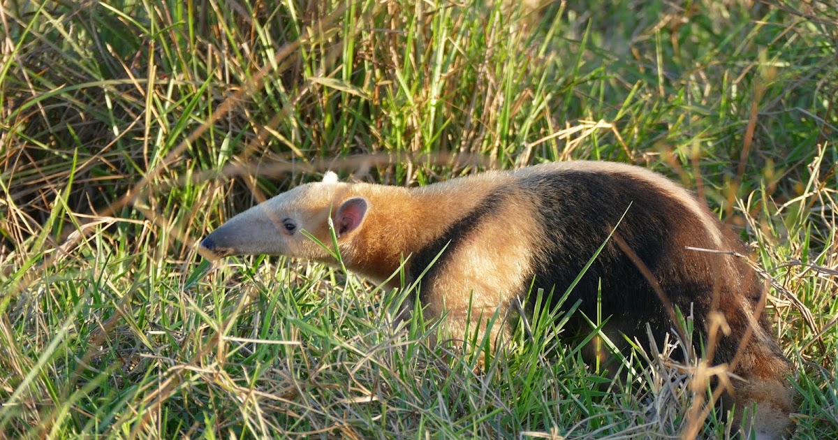 Variety of Life: Atlantogenata