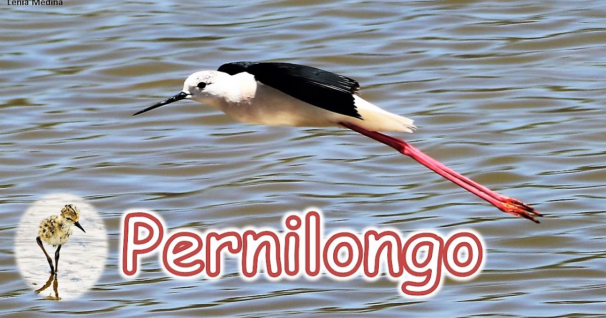 Algarve: Pernilongo (Himantopus himantopus)