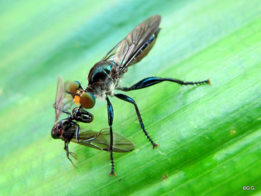 Nature Wonders Gershonized: More New Guinea insects זחלים עכבישים ...