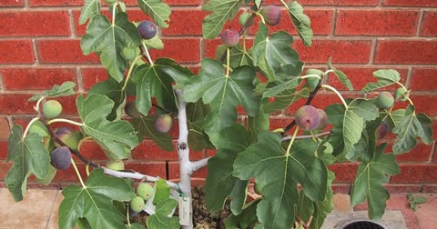 Cara Merawat Tanaman Dan Aneka Tanaman Hias: Tips Merawat Pohon Tin ...