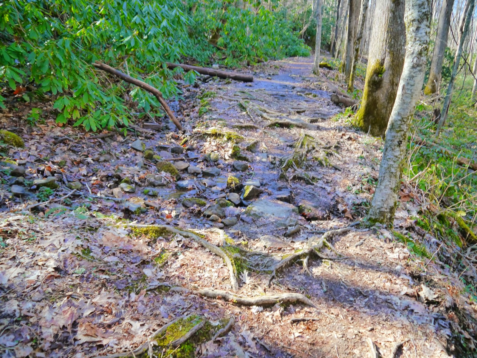 American Travel Journal: Little River Trail - Great Smoky Mountains ...