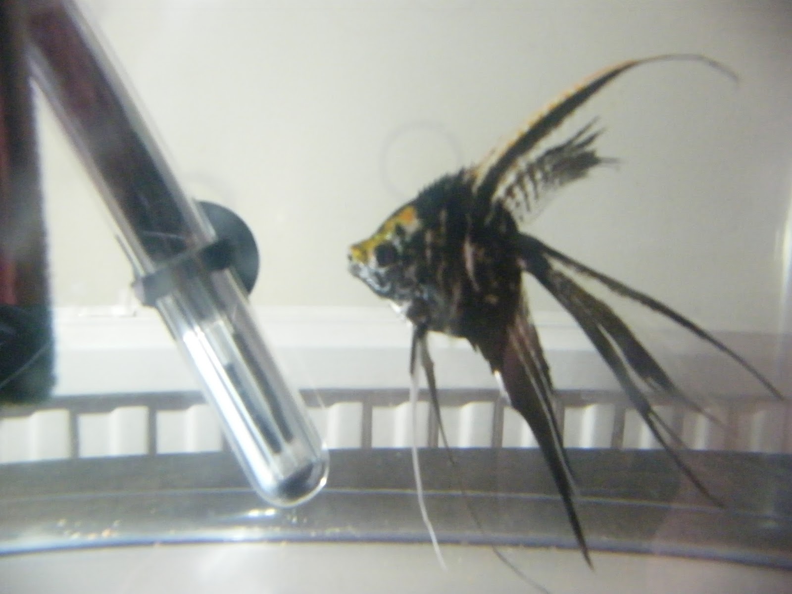 Dazberts fishy blog: Operating on our angelfish with Lip Fibroma..