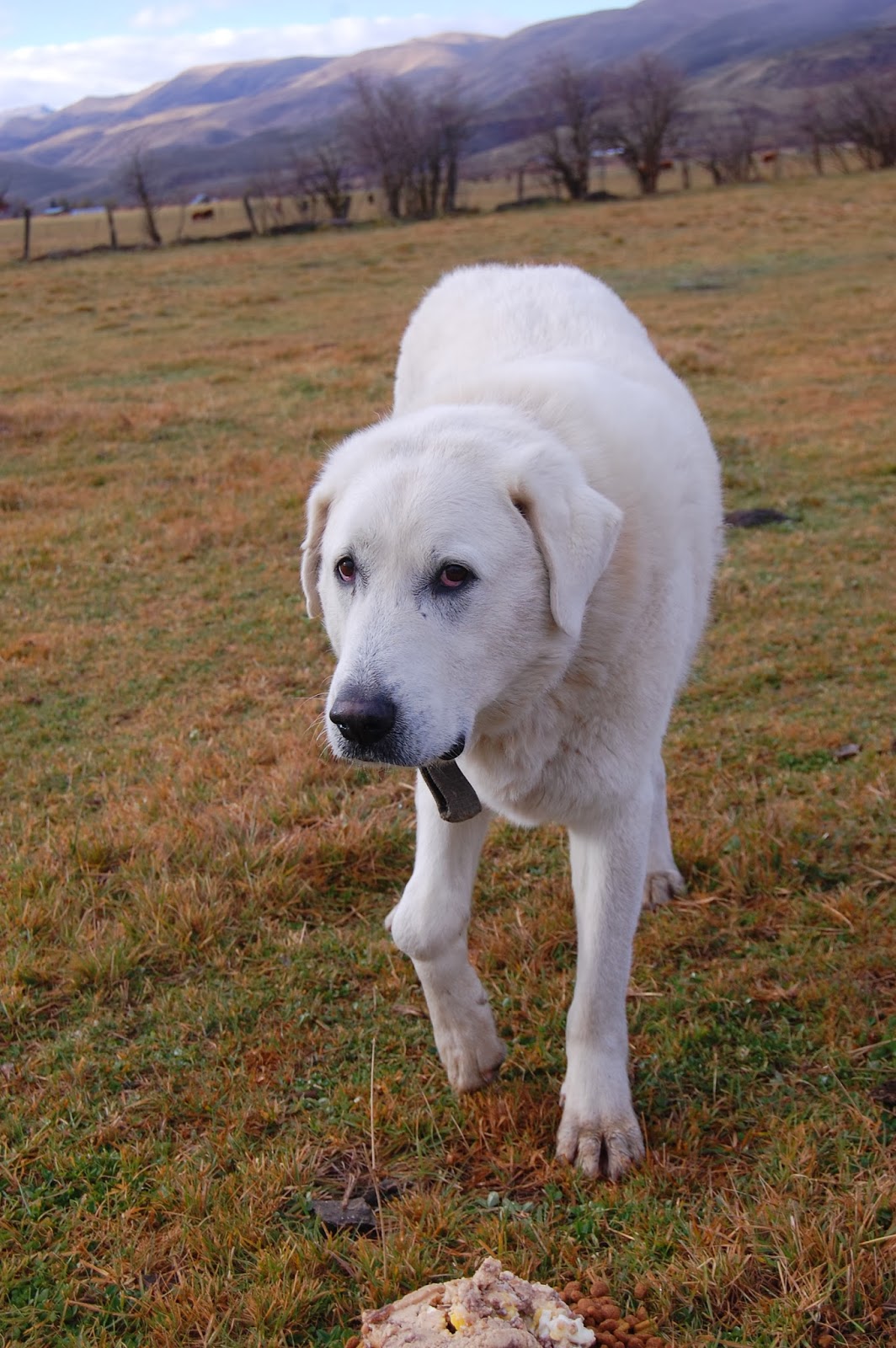 Ola Community Newsletter: UPDATE ON OLIE, THE OLA DOG--THIS IS HIS 4th ...