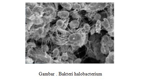 Ciri-ciri, Klasifikasi, dan Peranan Archaebacteria