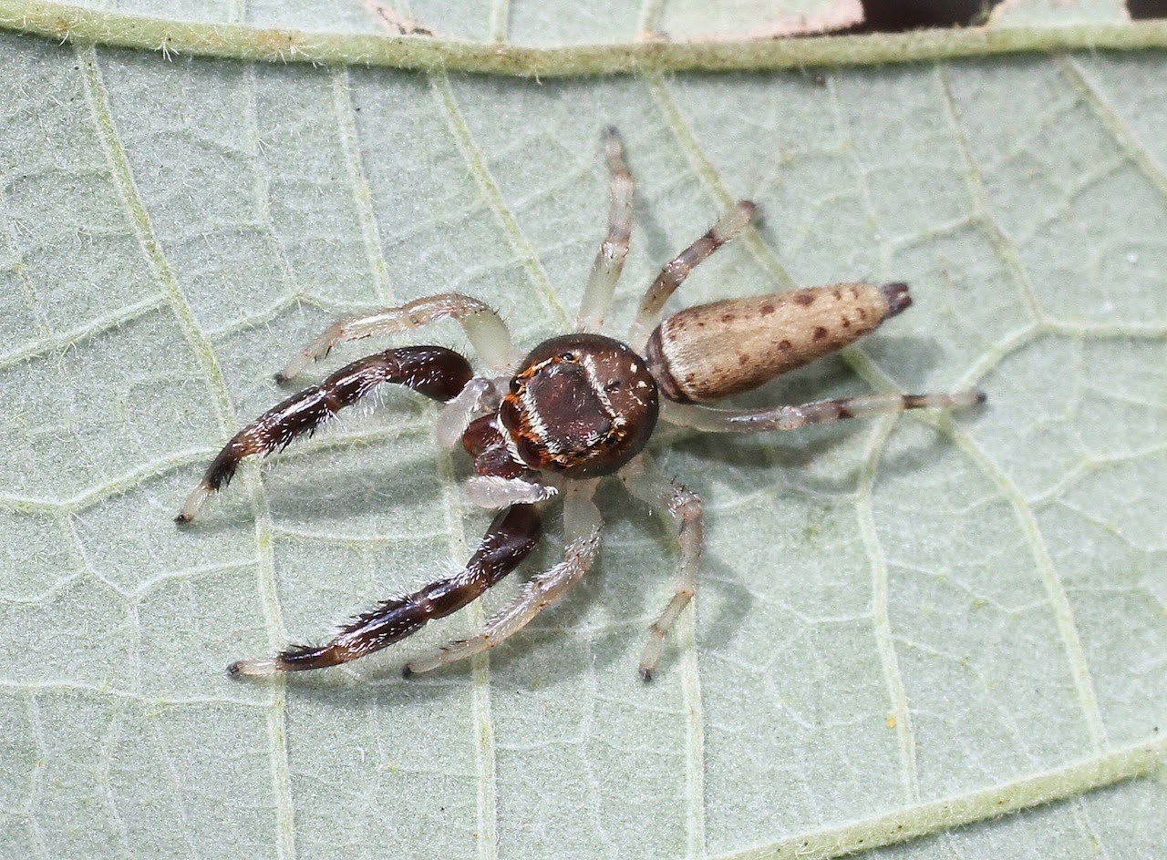 News from Coquette Point