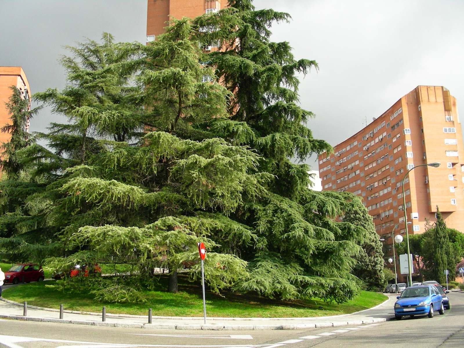 ÁRBOLES DE MADRID. El gato por las ramas.: ÁRBOLES DE MADRID. MADROÑO ...