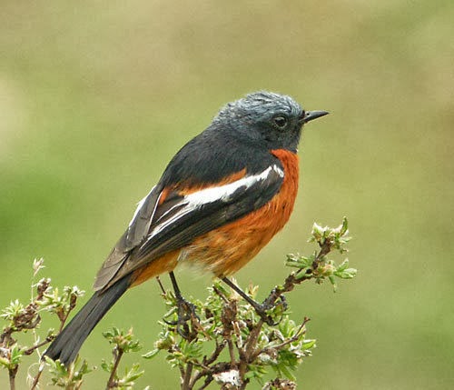 Worldbirder: Hiking the Ala Shan Mountains
