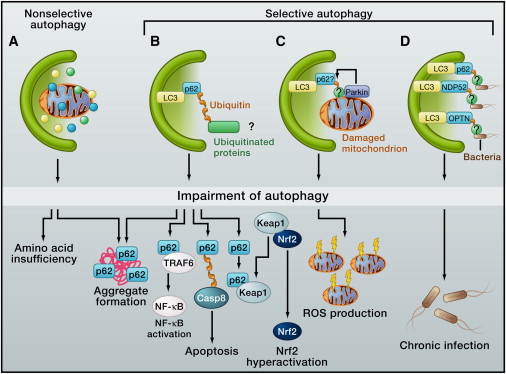 Review of Autophagy - renovation of tissues and cells | NextBigFuture.com