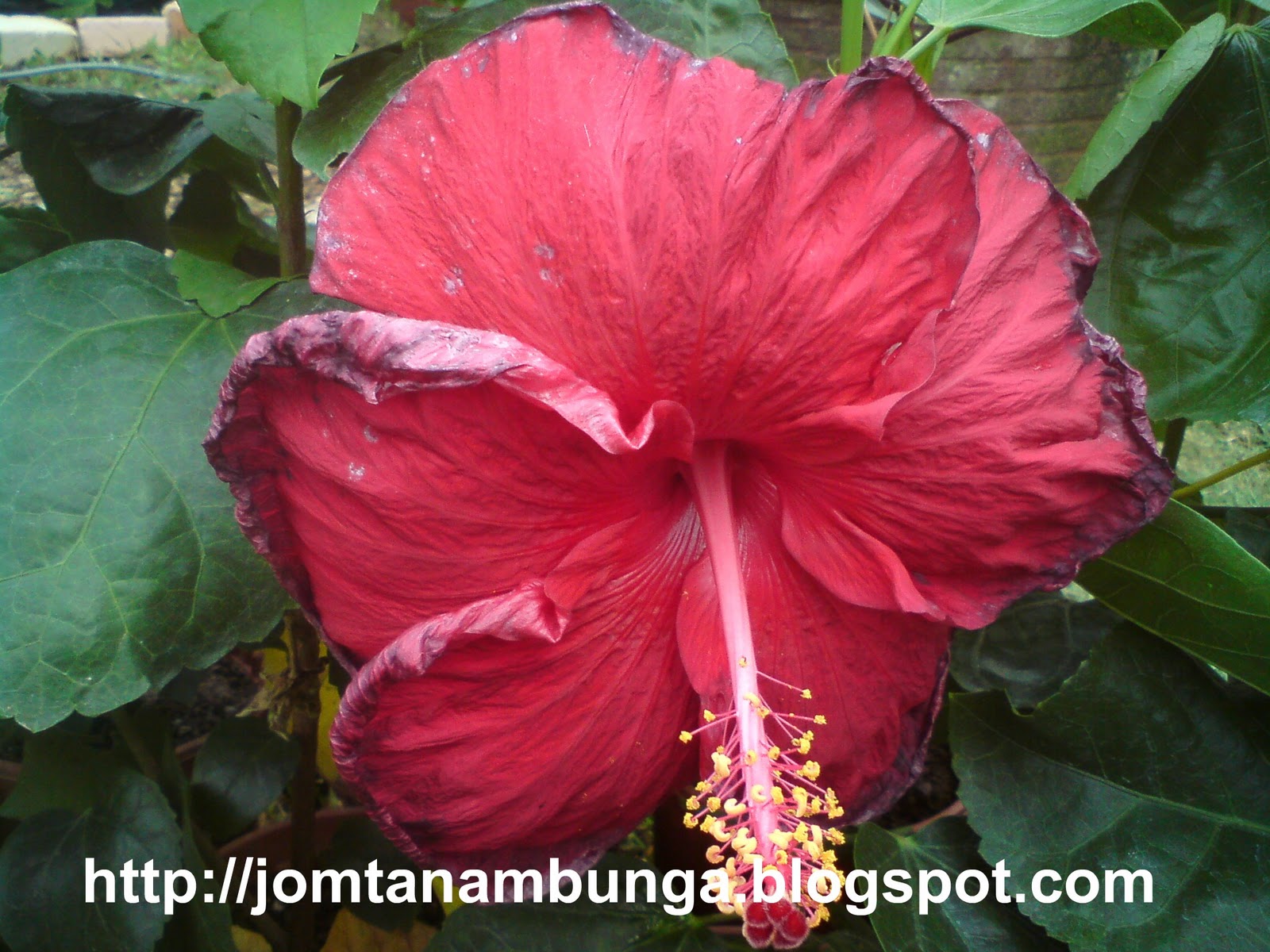 JENIS-JENIS BUNGA: Bunga Besar