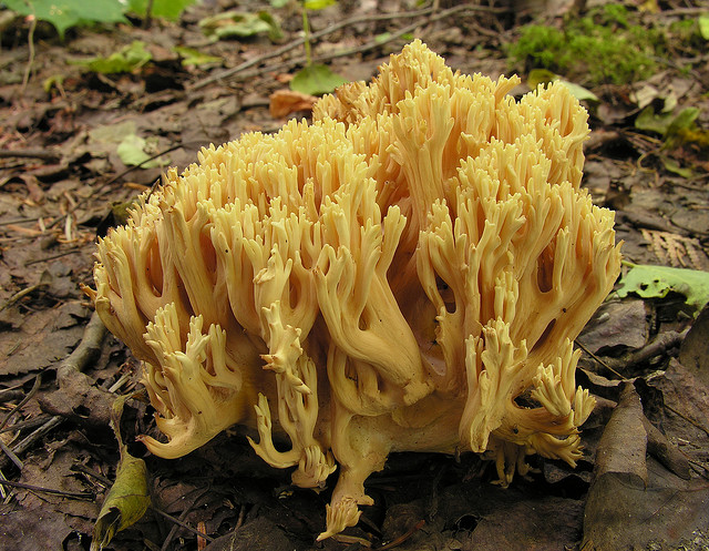 HONGOS DE AMERICA Y OTROS CONTINENTES: FAMILIA RAMARIACEAE EN EL MUNDO